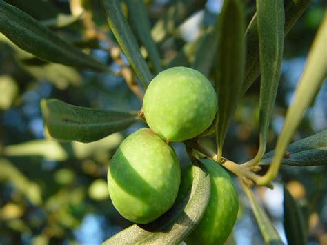 OLIO EXTRAVERGINE DI OLIVA NOCELLARA DELL ETNA 2021 2022 Latta 5