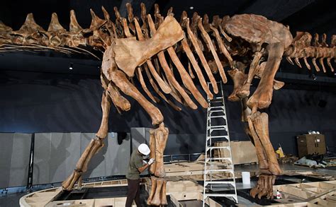 Na Argentina fazendeiros acham fósseis de dinossauro gigante 01 02