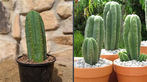 Cactus Grandes Guía Completa para el Cultivo y Cuidado de Estas