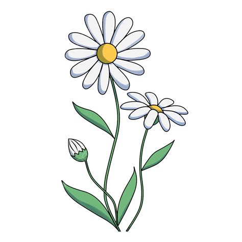 Vector De Flor De Margarita PNG Dibujos Margaritas Flor Blanco PNG Y