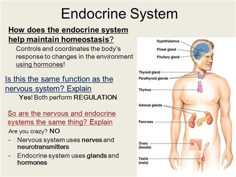 Endocrine Glands Igcsebiology Endocrine Glands Endocrine System