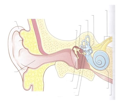 Anatomy Of The Ear Diagram Quizlet