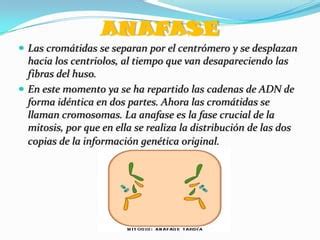 Mitosis PPT Descarga Gratuita