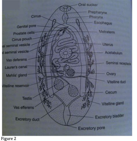 Parasitology Exam Practice Questions Flashcards Quizlet