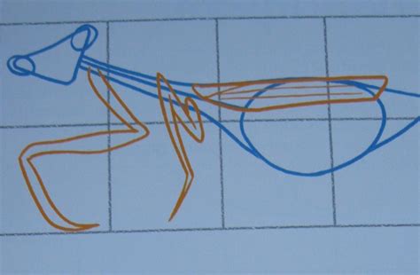 Cómo dibujar una Mantis religiosa 5 pasos