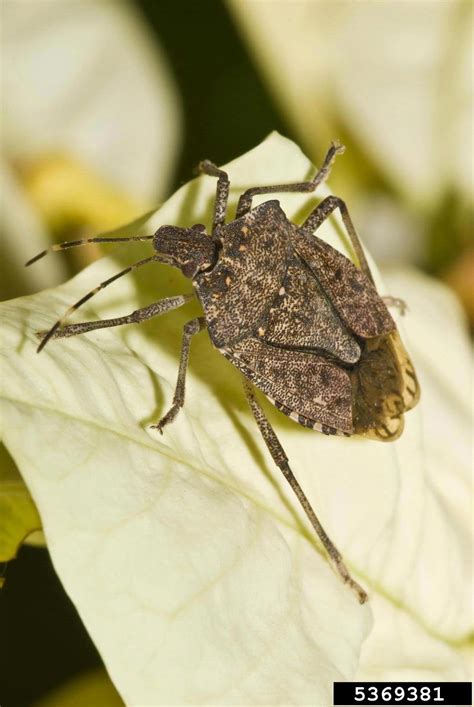 Brown Marmorated Stink Bug Halyomorpha Halys