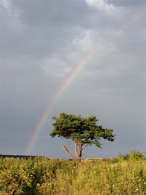 Free Images Landscape Tree Nature Grass Horizon Light Cloud