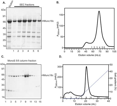 A SDS PAGE Analysis Of HMunc18c Purification Steps Elution Fraction