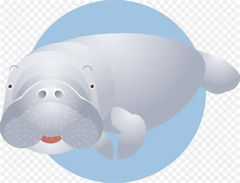 Png Png