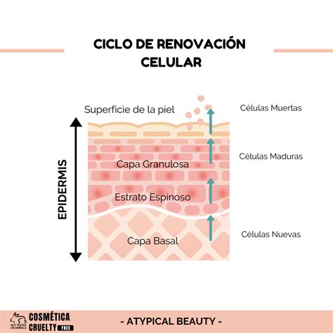 CÓMO ENVECEJE NUESTRA PIEL Beauty skin care Skincare Cosmetology