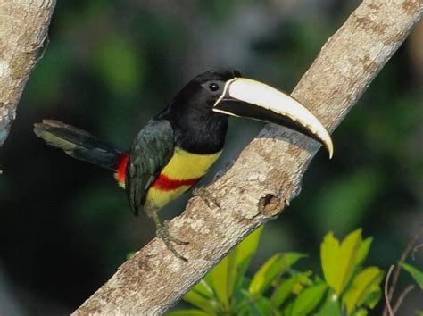 Ara Ari De Bico Branco Caracter Sticas Habitat Reprodu O