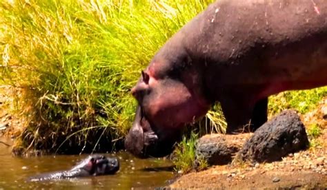 Ver Bebê hipopótamo quase arrebatado por crocodilos momentos após o