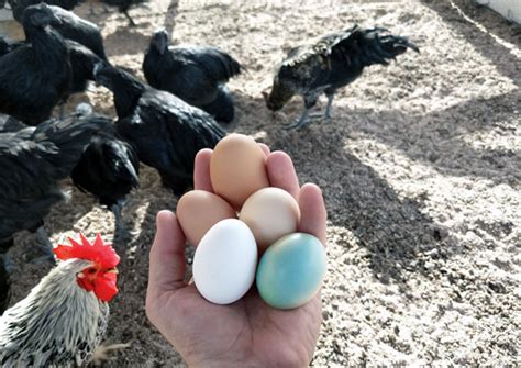 7 races de poules aux œufs bleus Chemin des Poulaillers