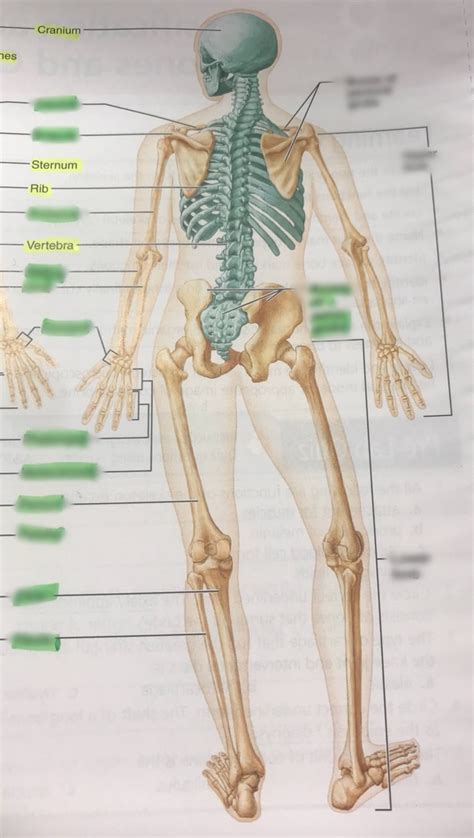 Anatomy Lab Quiz 5 Part 2 Diagram Quizlet