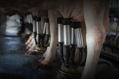 How To Detect Mastitis Quickly And Effectively