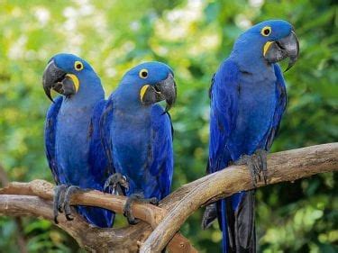 Arara azul Caraterísticas comportamento extinção e espécies parecidas