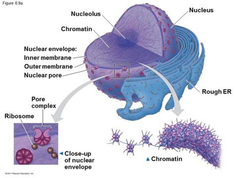 Intracelular Compartments And Transport Flashcards Quizlet