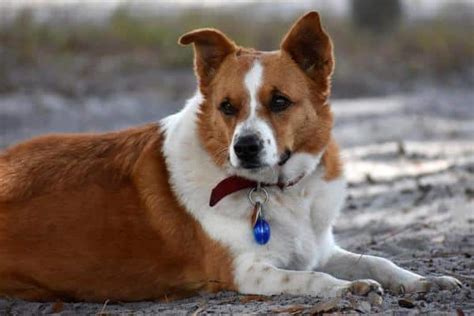 Espasmos Musculares En Perros Causas S Ntomas Y Qu Hacer Vida Con