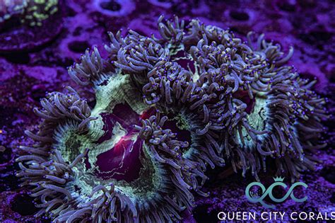 Pink Tip Elegance Coral WYSIWYG Queen City Corals