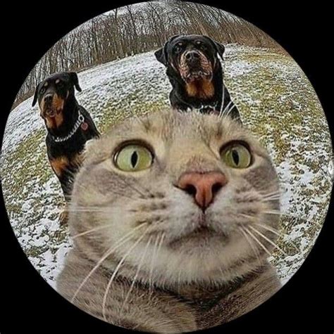 Cat Round Pfp 5 Immagini Del Profilo Immagini Profilo