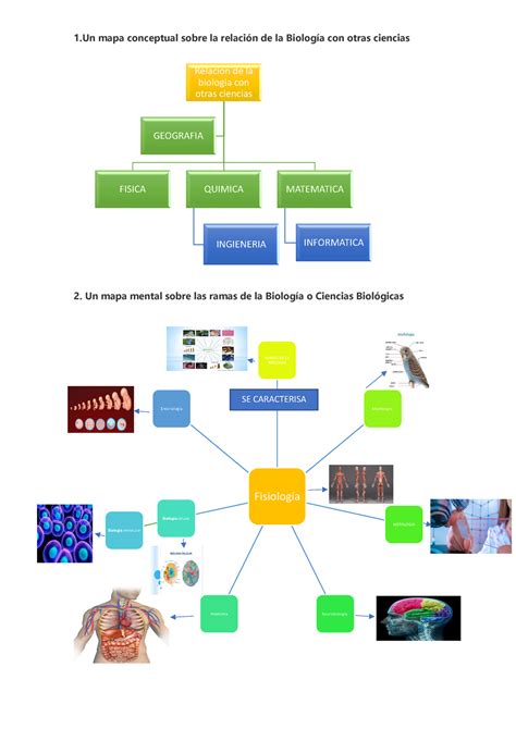Arriba 72 Imagen Mapa Mental De Ramas De La Biologia Abzlocal Mx