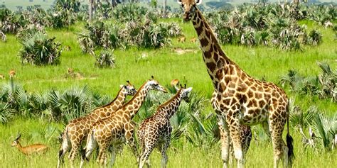 Murchison Falls National Park Wildlife Uganda Wildlife Safaris
