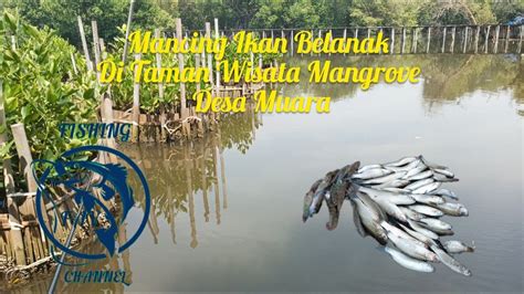 Serunya Mancing Ikan Belanak Di Area Wisata Hutan Mangrove Desa Muara