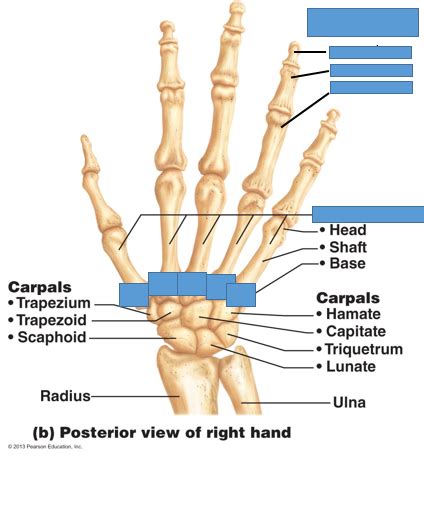 Hand Bones Posterior View