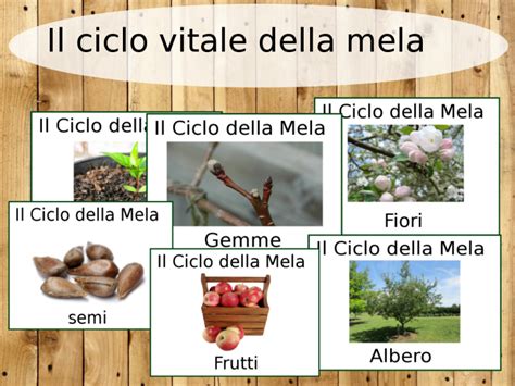 Didattica Il Ciclo Vitale Della Mela MAMMA E CASALINGA