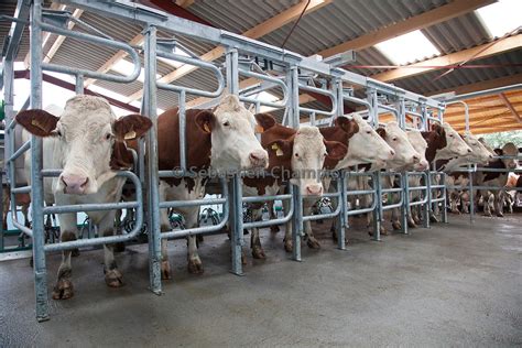 Photographie TRAITE DE VACHES MONTBELIARDES DANS UNE SALLE DE TRAITE EN