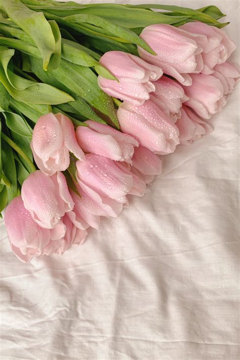Pink Flower Aesthetic Wallpaper For Your Phone Green Thumb Diaries