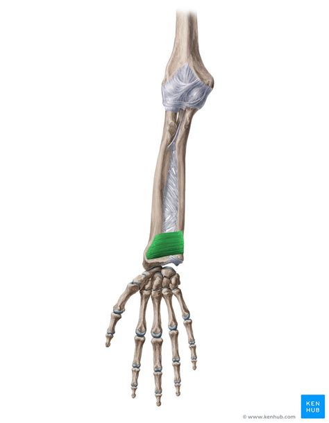 Pronator Quadratus Origin Insertion And Function Kenhub