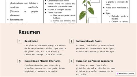 Respiracion Y Excrecion En Las Plantas Pptx