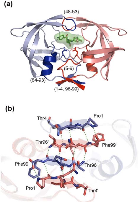 HIV PR Dimerization Interface A The Overall Structure Of The HIV PR