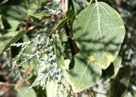 Free Images Tree Nature Branch Leaf Flower Frost Green Produce