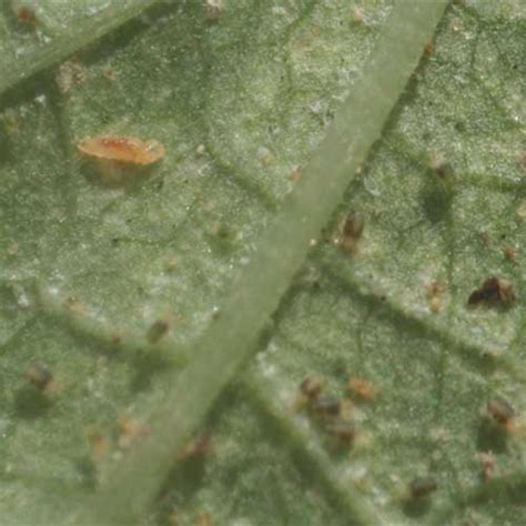 How To Detect And Control Spider Mites Gardener S Path Gardenerpath