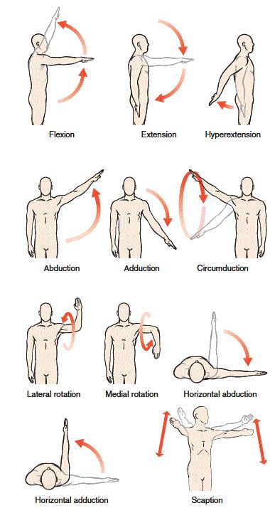 Cardinal Planes And Axes Of Movement Artofit