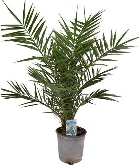 Daktylowiec Kanaryjski Phoenix Canariensis 60cm Ceny I Opinie Ceneo Pl