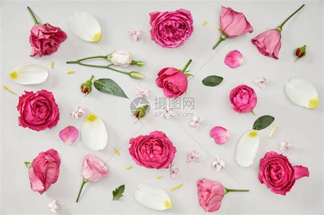 由粉红玫瑰和白上孤立的郁金香花瓣构高清图片下载 正版图片502686416 摄图网
