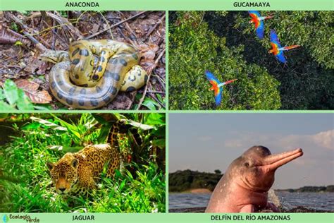 Selva amazónica qué es dónde está animales y tribus Resumen