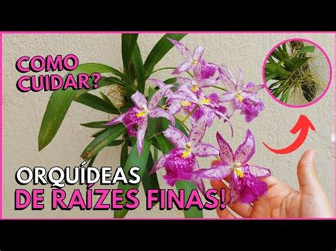 Como Ter Lindas Flora Es Nas Orqu Deas De Ra Zes Finas Youtube