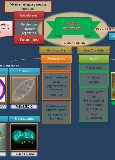 Arriba 54 Imagen Mapa Mental Reino Protista Abzlocal Mx