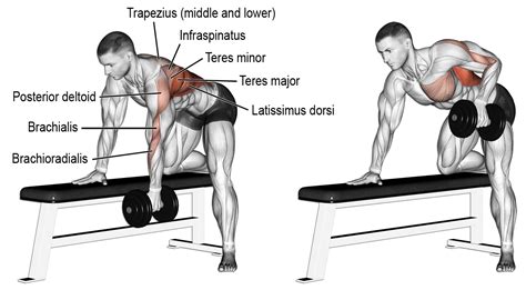 Comment effectuer le rowing unilatérale haltère Musculation