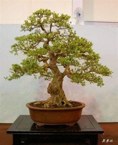 Pin Oleh Bagus Wijaya Di Bonsai Insp 2021