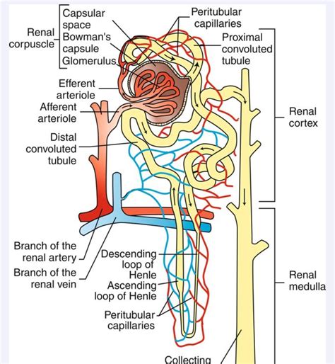 Label The Diagram Of The Kidney And Nephron Below Kidney Nep