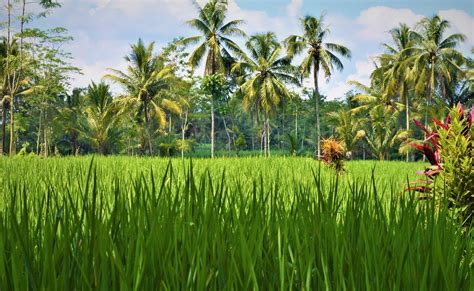 Gambar Wallpaper Sawah Padi 2 000 Foto Sawah Padi Terbaik Unduh