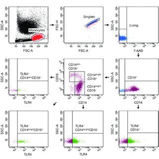 Representative Gating Strategy For The Flow Cytometric Analyses And