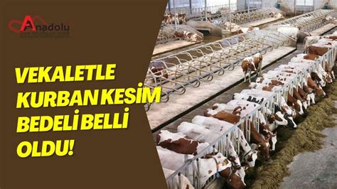 Vekaletle Kurban Kesim Bedeli Belli Oldu Anadolu İzlenimleri