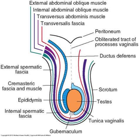 Diagram Lower Abdominal Scrotum Diagram Mydiagram Online
