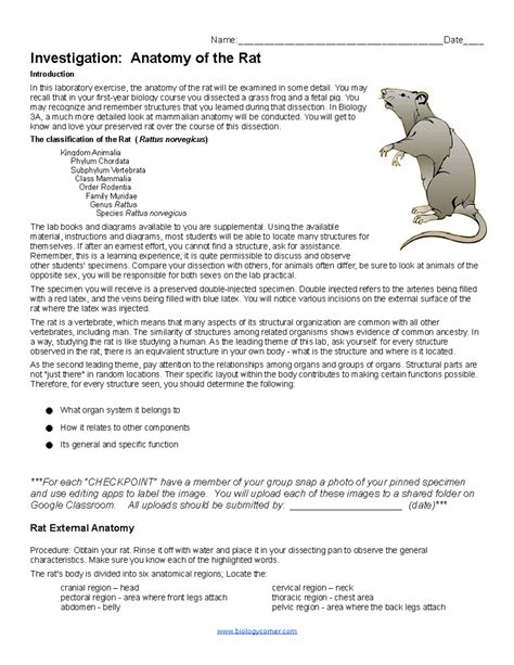 Rat Dissection With Photo Submission Name
